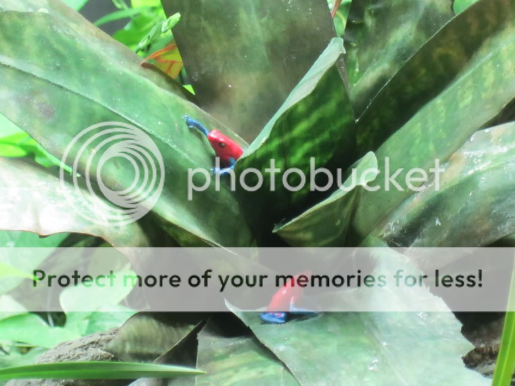 Darwin's Bark Spider builds world's biggest web - FlyTrapCare Forums